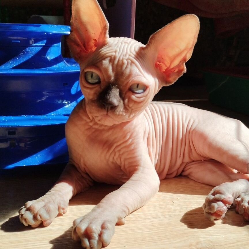 Канадский сфинкс котёнок