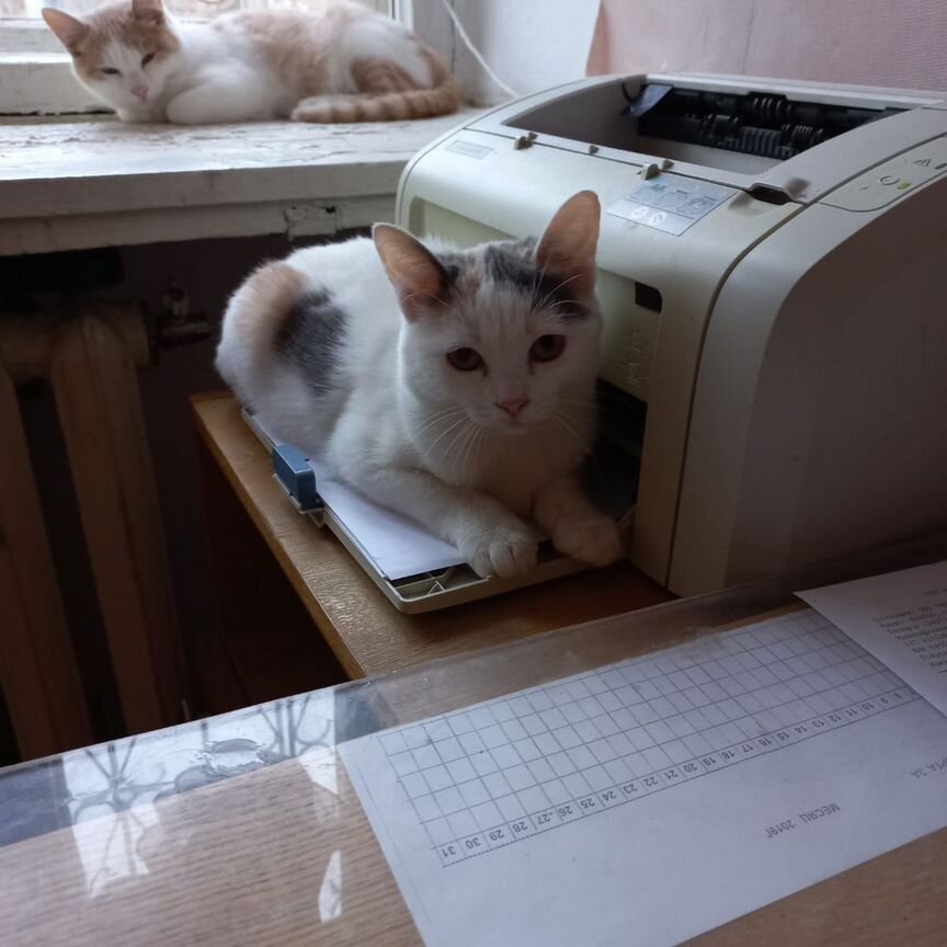 Котёнок белый с пятнышком
