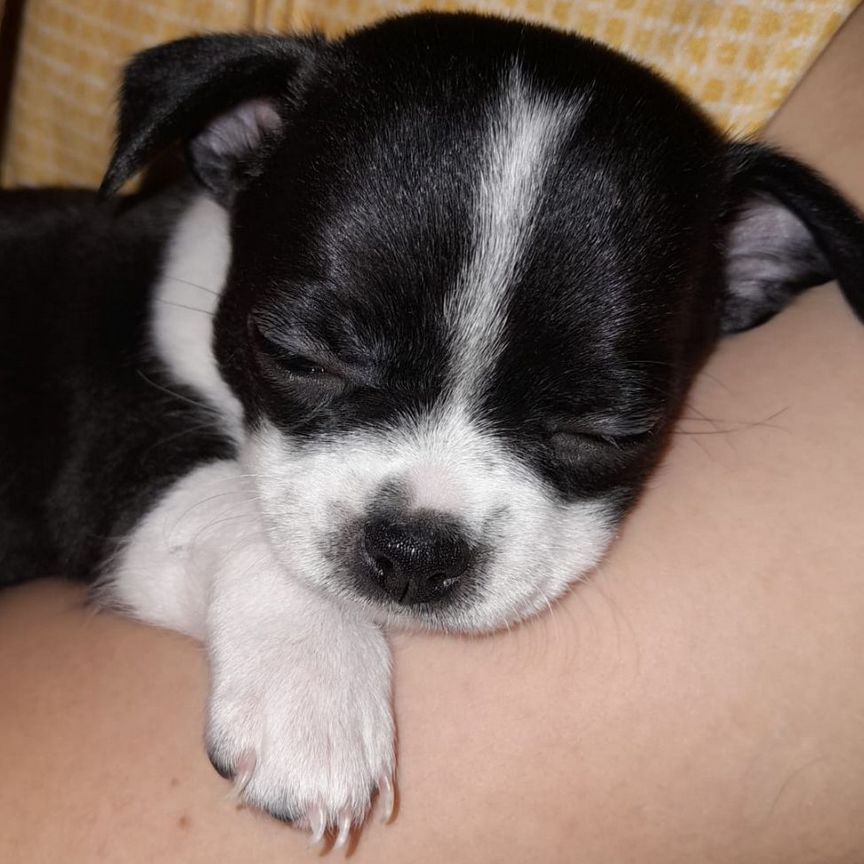 Чихуахуа, щенок