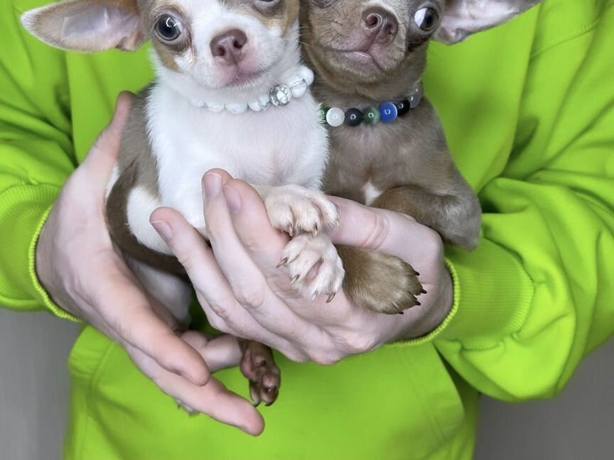 Luxury super мальчишки