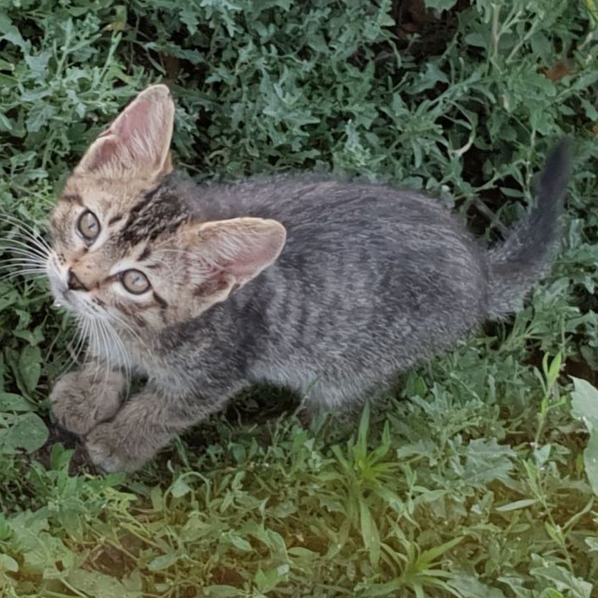 Котик