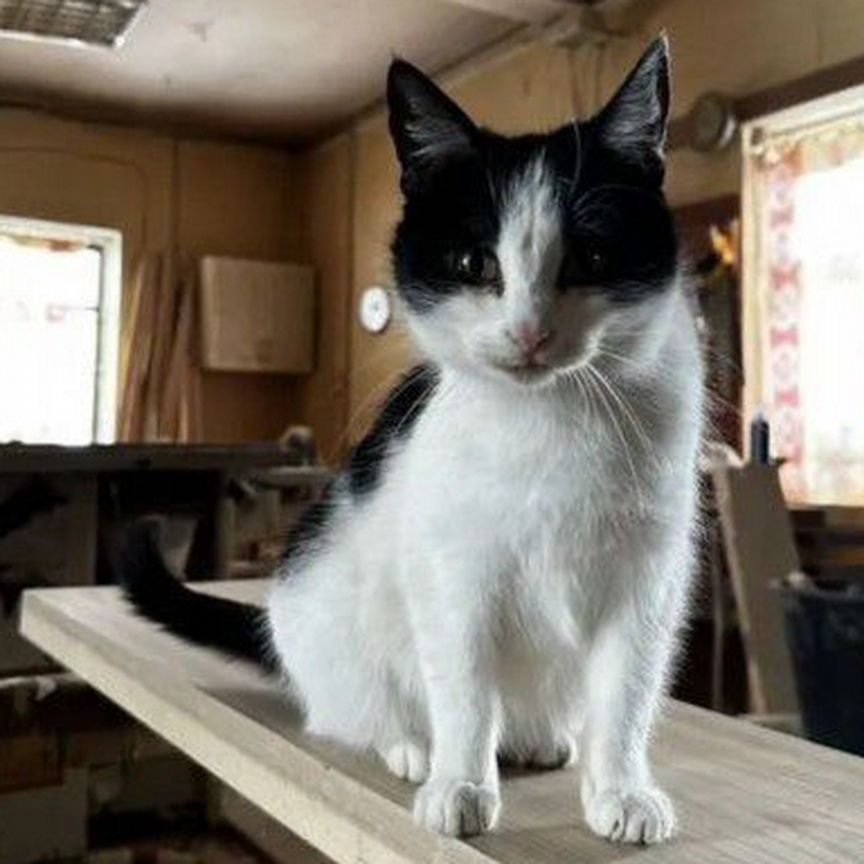 Взрослая, кошка в добрые руки