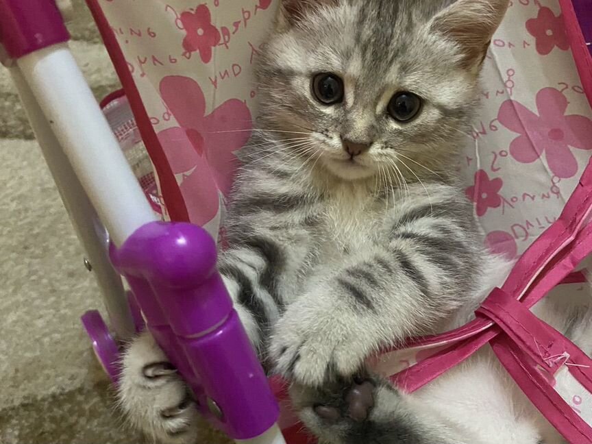 Британский котята