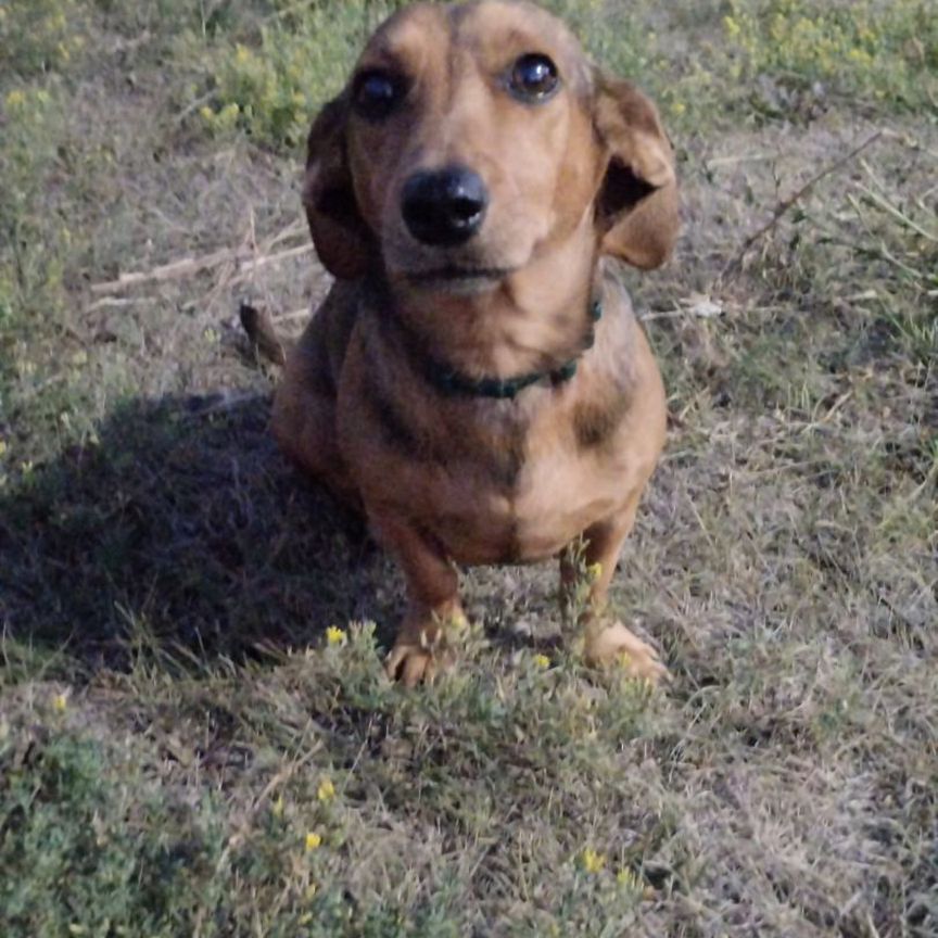 Ищю передержку собаке срочноо