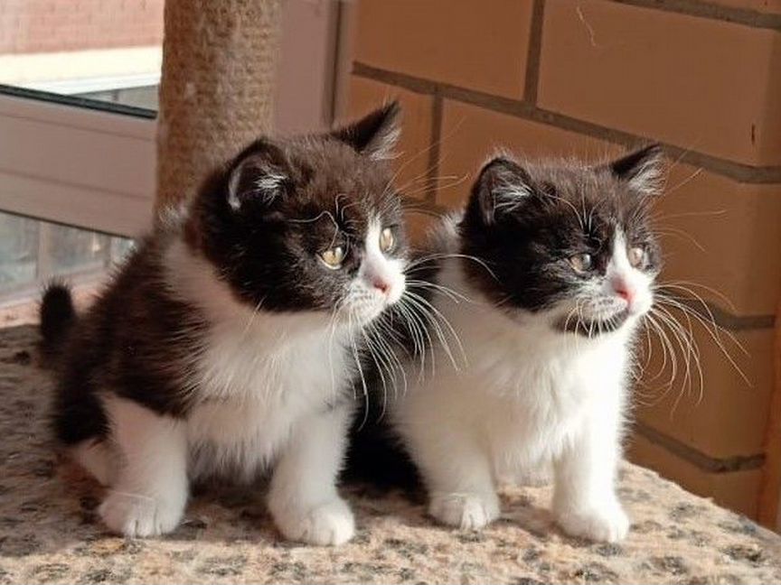 Атос и Портос Британские котята