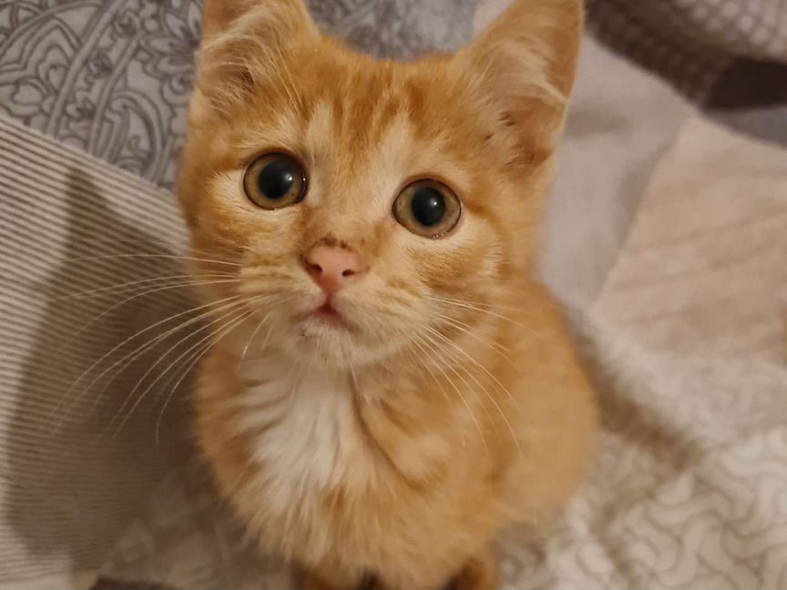Маленький котенок девочка в добрые руки