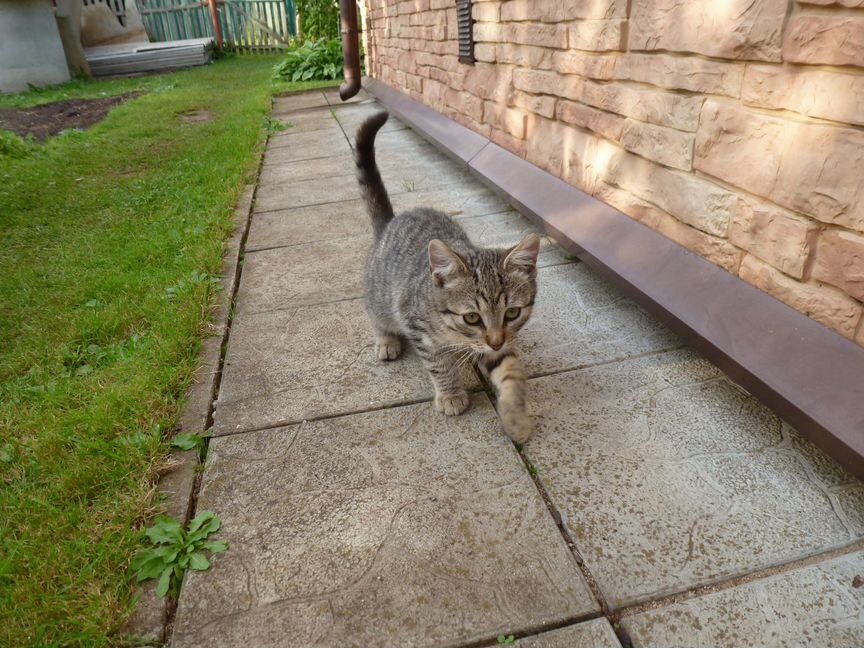 Отдам очаровательного "полосатика" в добрые руки
