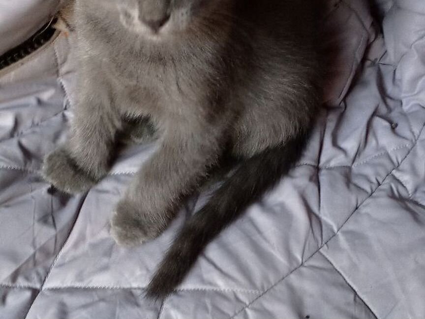 Котята русская голубая метис