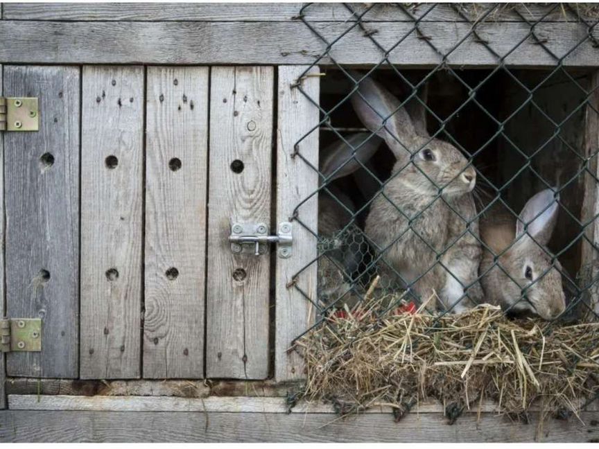 Корм для кроликов