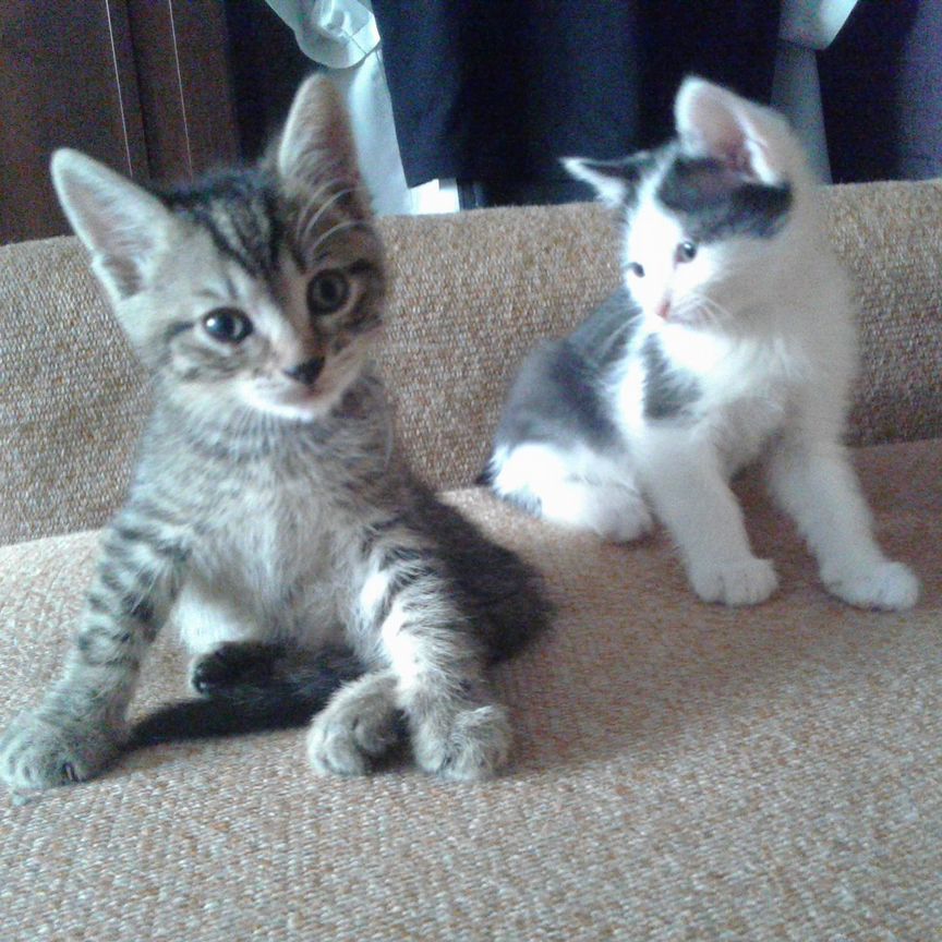 Котенок (мальчик) серого окраса в добрые руки