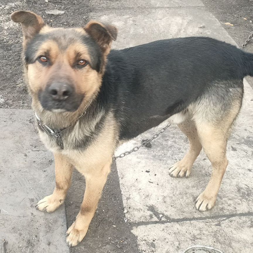 Немецкая овчарка, взрослый пёс