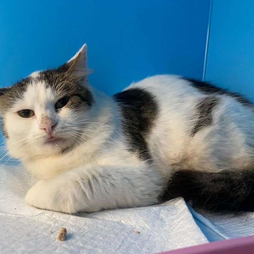 Парнишка ищет дом