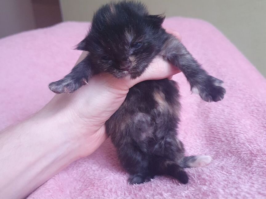 Котята мейн-кун голубые и черепахи