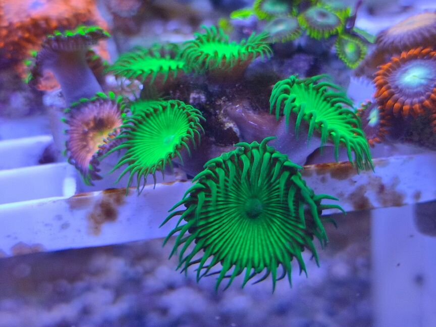 Морские кораллы зоантусы