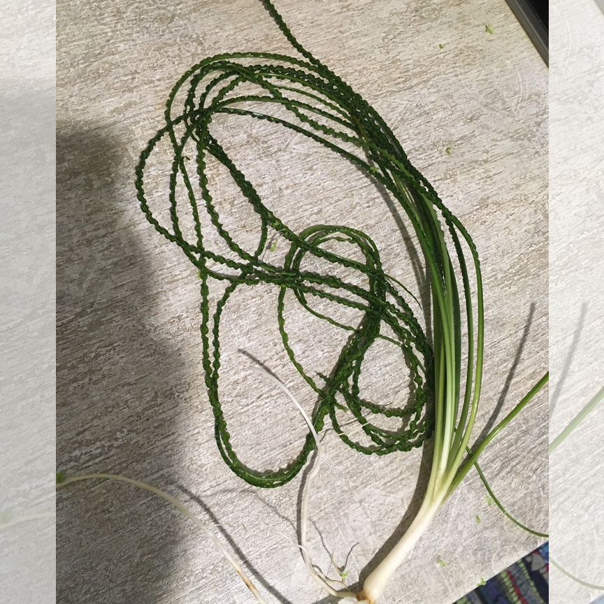 Водоросли Кринум Волнистый