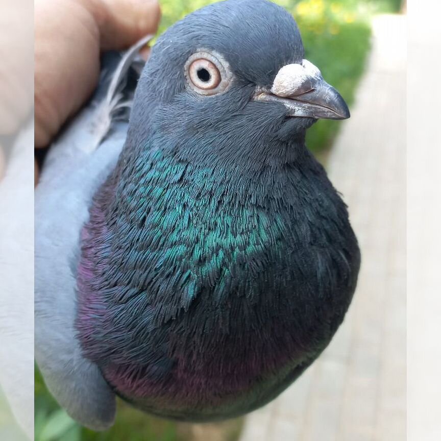 Голуби свердловские