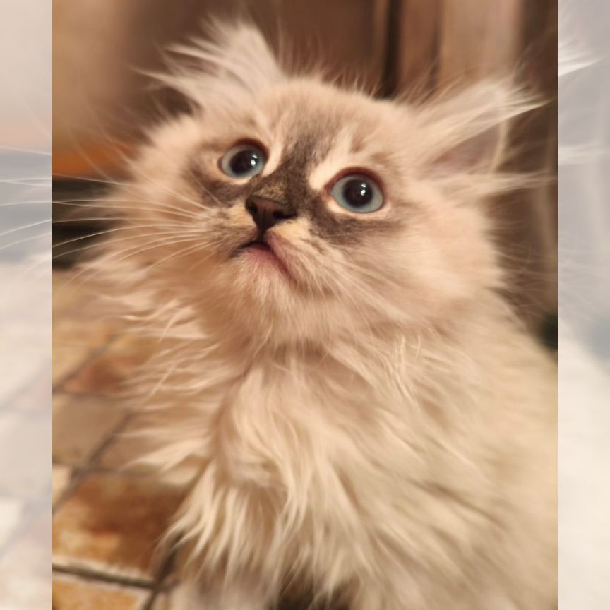 Котёнок в добрые руки