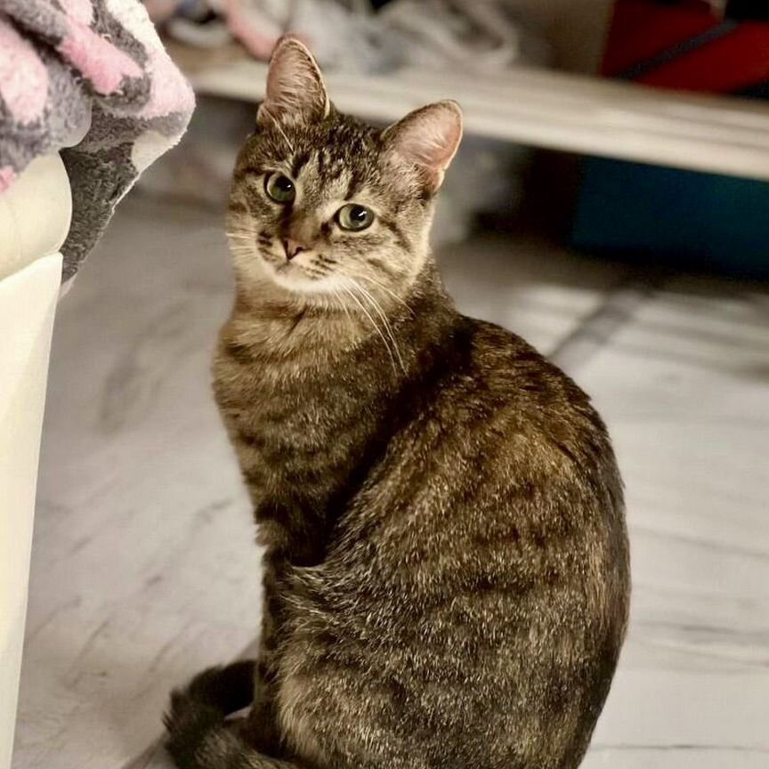 Красотка Моника в добрые руки