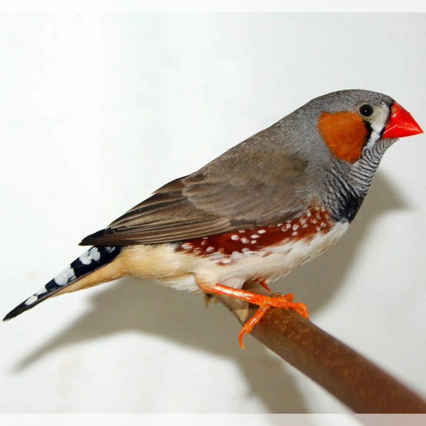 Амадина самец