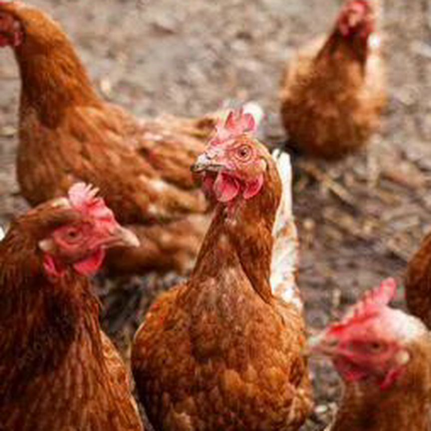 Куры несушки