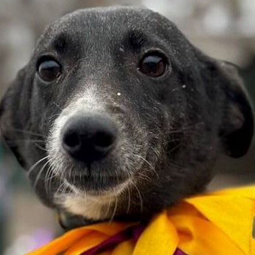 Взрослая собака в добрые руки