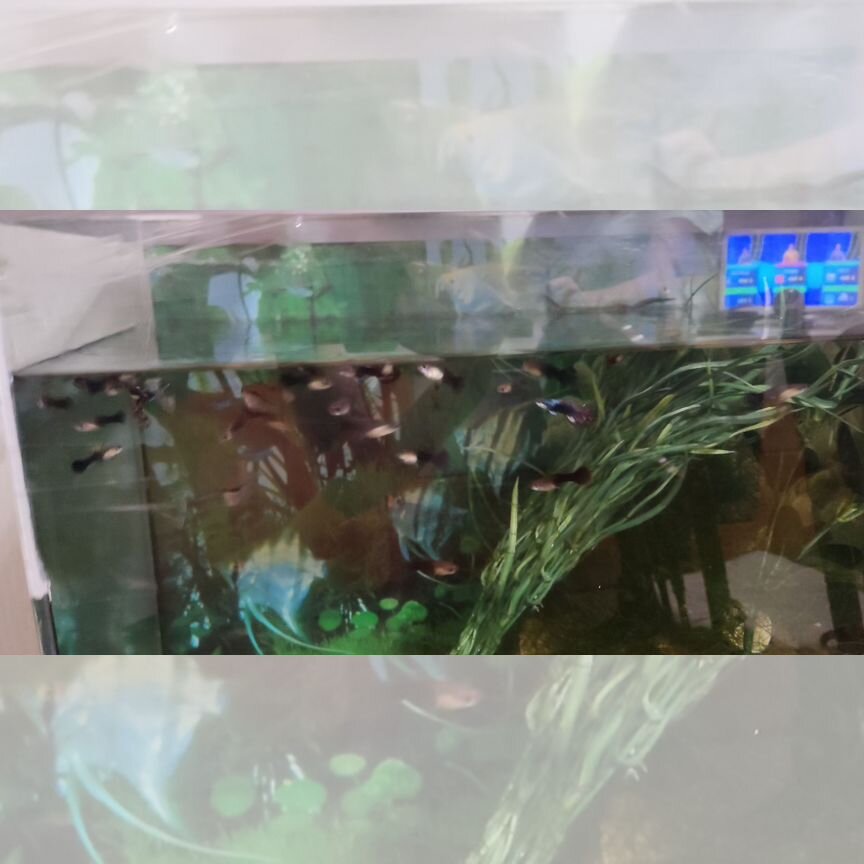 Рыбки гуппи обмен на корм