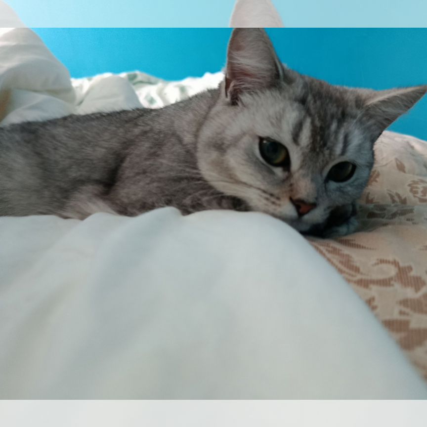 Британский короткошёрстный котёнок