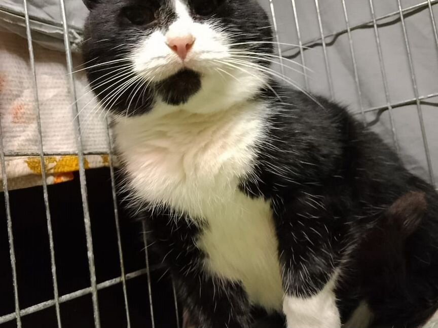 Замерзающий котик