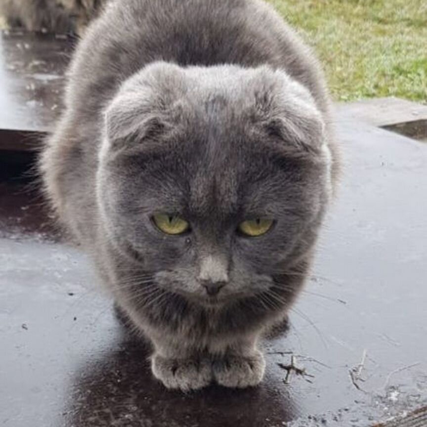 Вислоухий котёнок в добрые руки