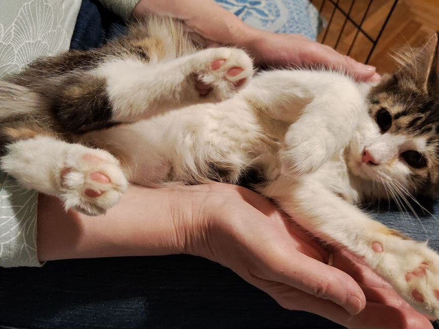 Котёнок подросток