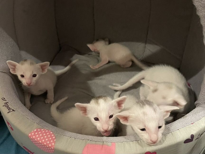 Продам котят, Ориентальной породы