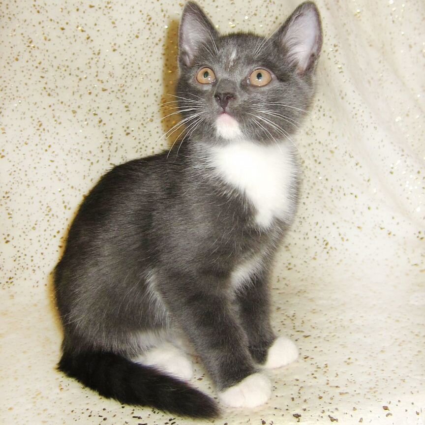 Тайский котёнок