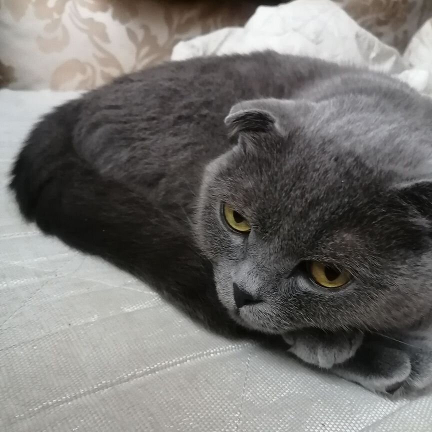 Отдам в хорошие руки, вислоухий, кошке 5 лет