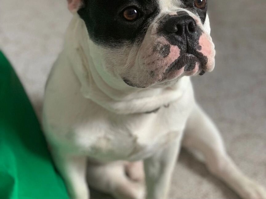 Французский бульдог для вязки