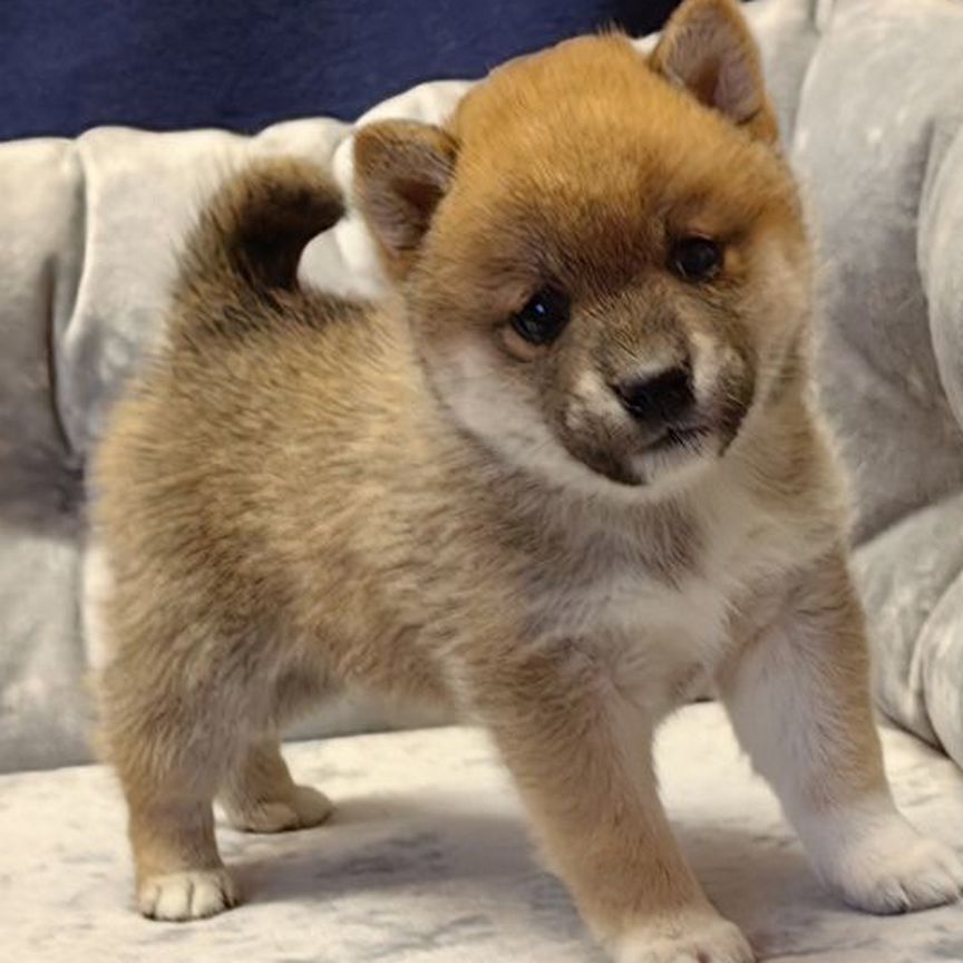 Сиба-ину, щенок