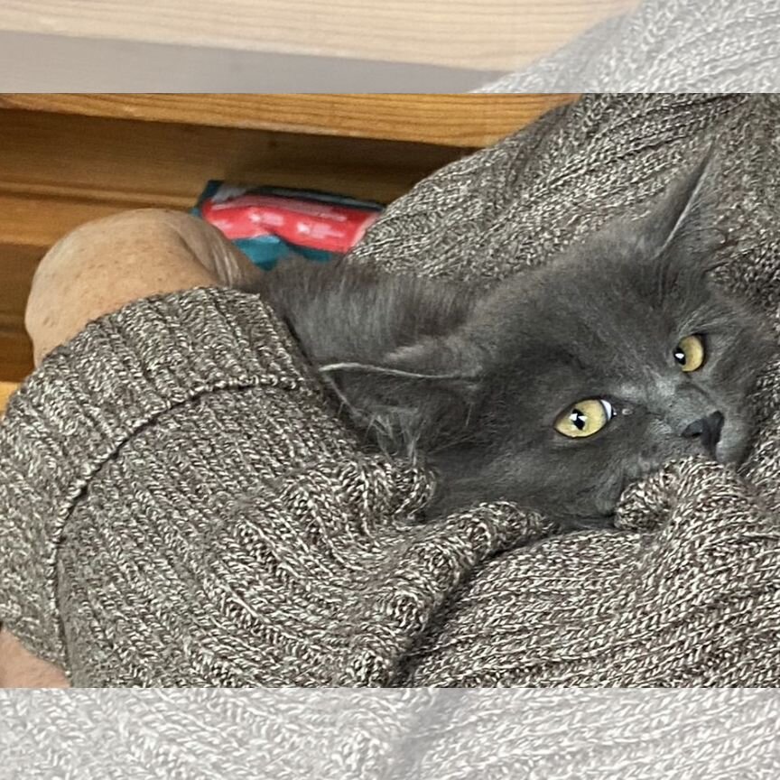 Котёнок нибелунг
