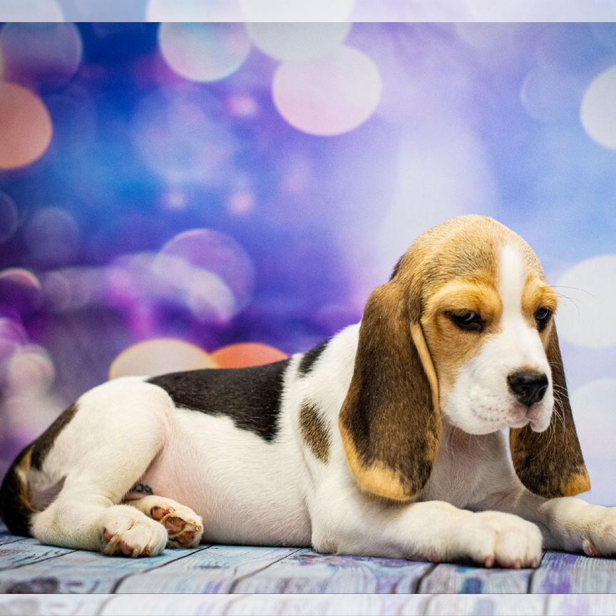 Бигль, щенок