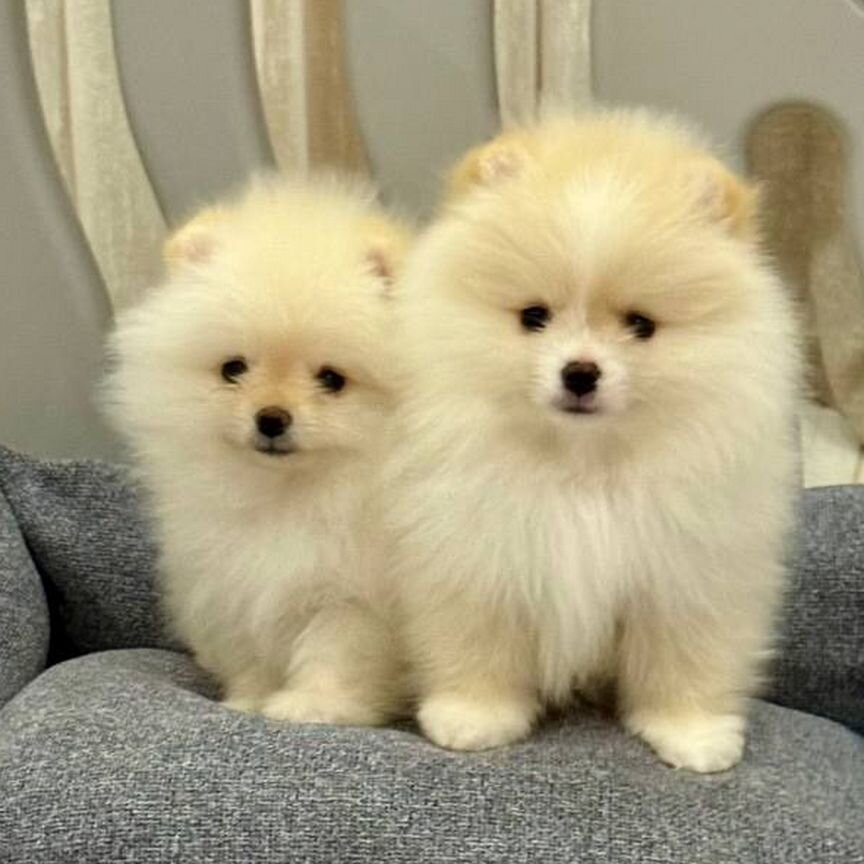 Померанский шпиц, щенок