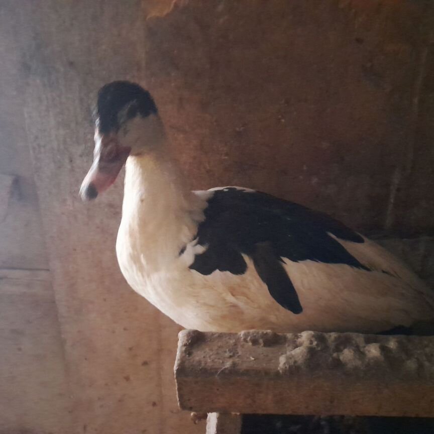 Мускусные утки