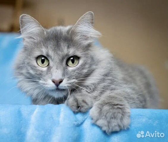 Ласковая кошечка ищет дом