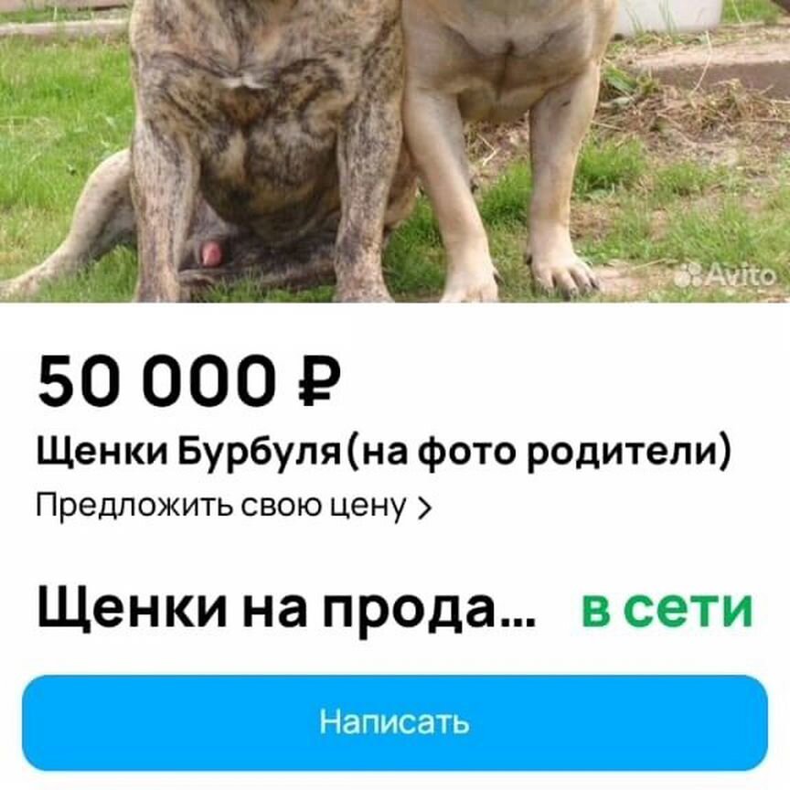 Щенки бурбуля