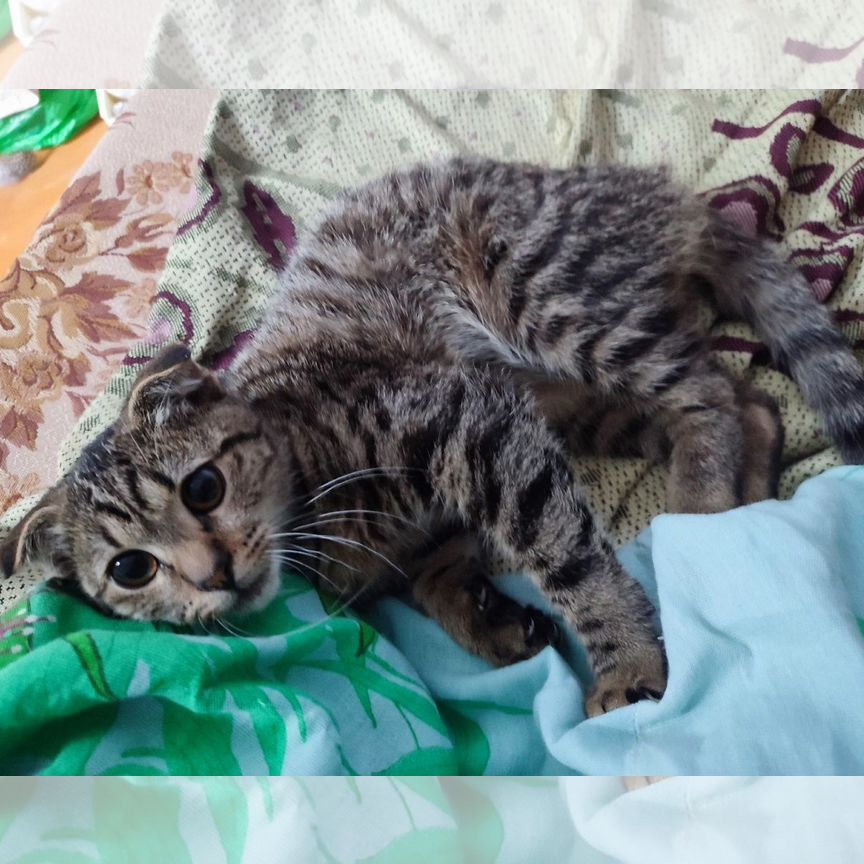 Котенок в добрые руки
