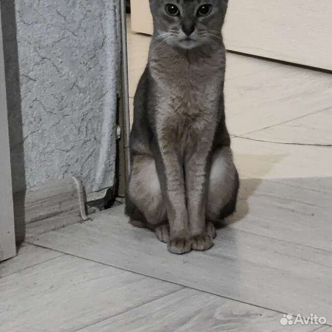 Отдам абиссиночку