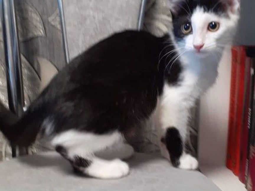 Котёнок Захар