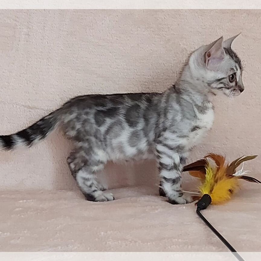 Бенгальские котята серебро