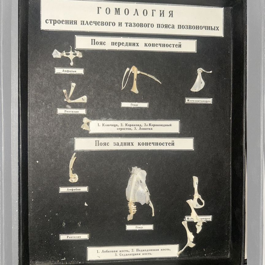 Строение плечевого и тазового пояса позвоночных