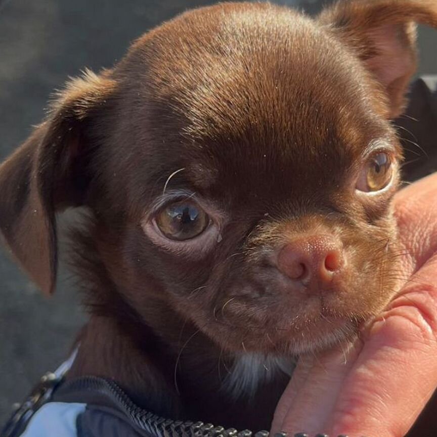 Чихуахуа, щенок