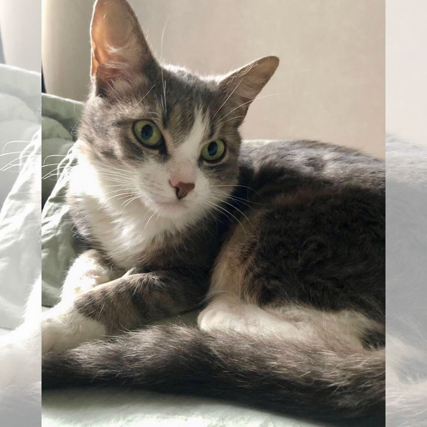 Ласковая изящная кошечка ищет дом