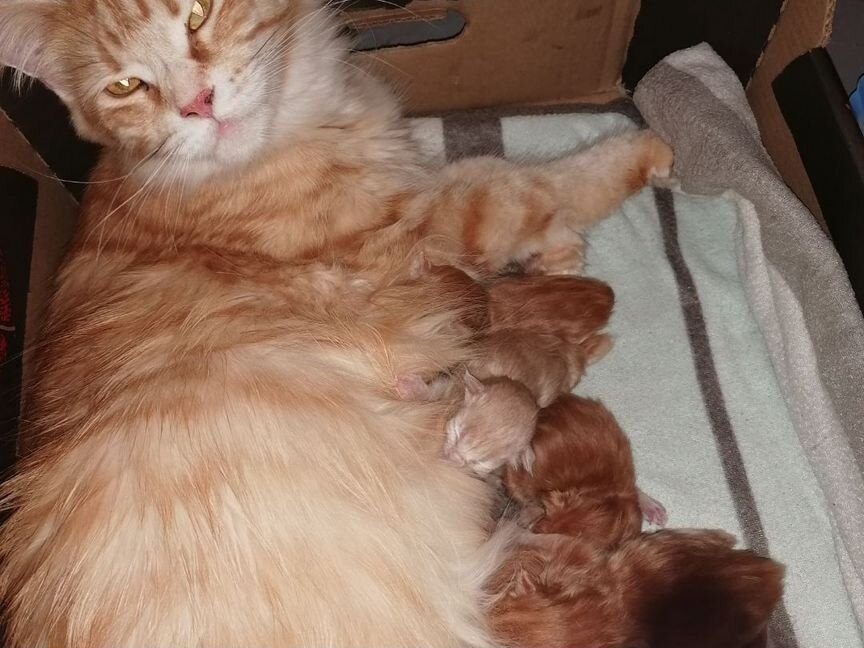 Котята мейн-кун рыжие