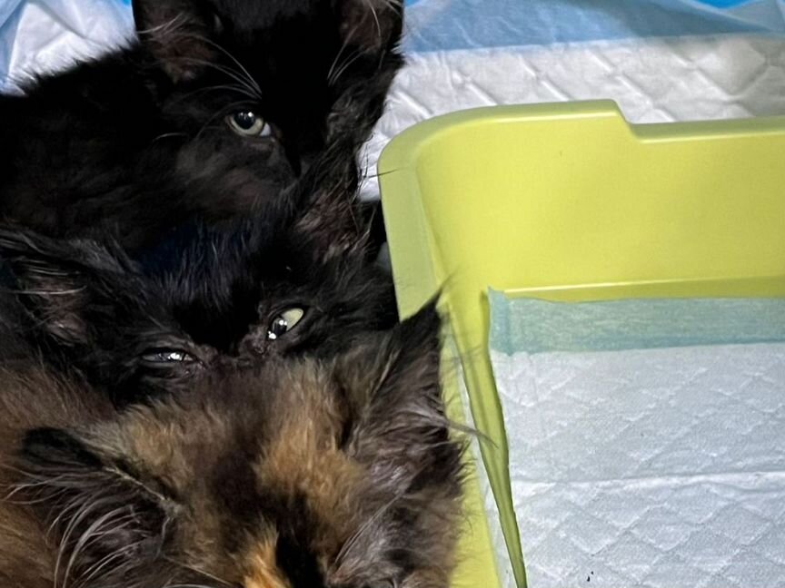 Котенок девочка